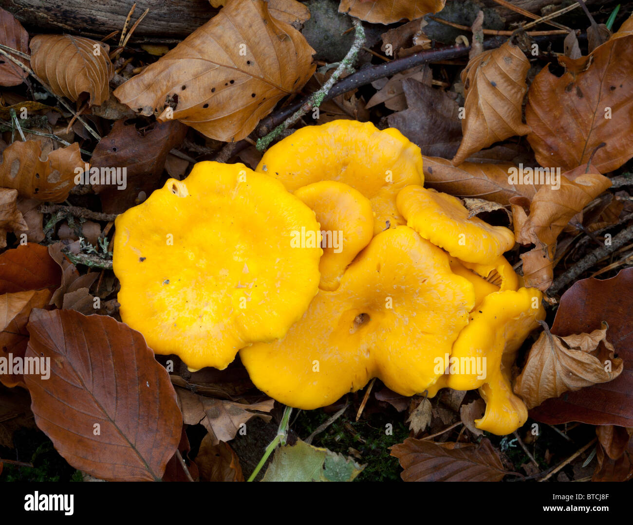 Girole mushrooms hi-res stock photography and images - Alamy