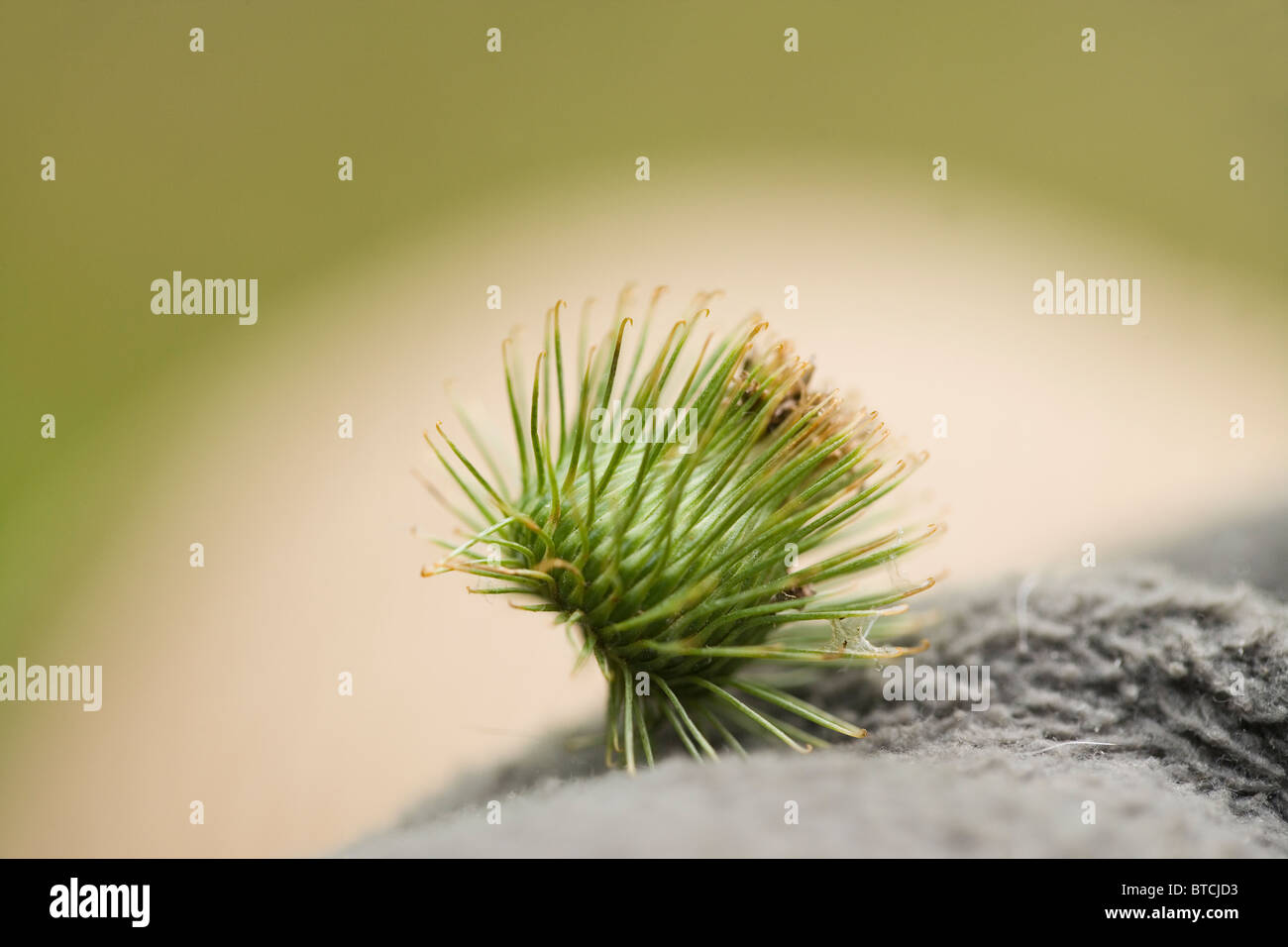 Burdock seeds dispersal hi-res stock photography and images - Alamy