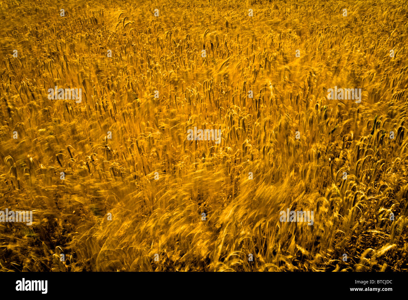 Golden barley blowing in the wind Stock Photo - Alamy