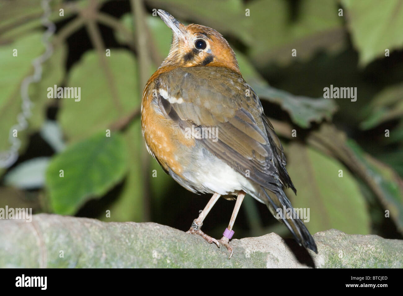 Orange-headed Ground Thrush (Zoothera citrina). Asia. Aviary bird Stock ...