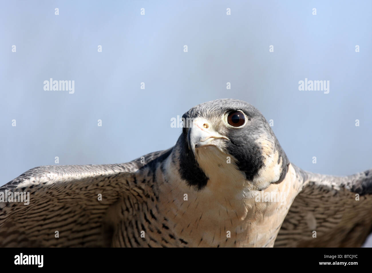 Falcon hunt hi-res stock photography and images - Alamy