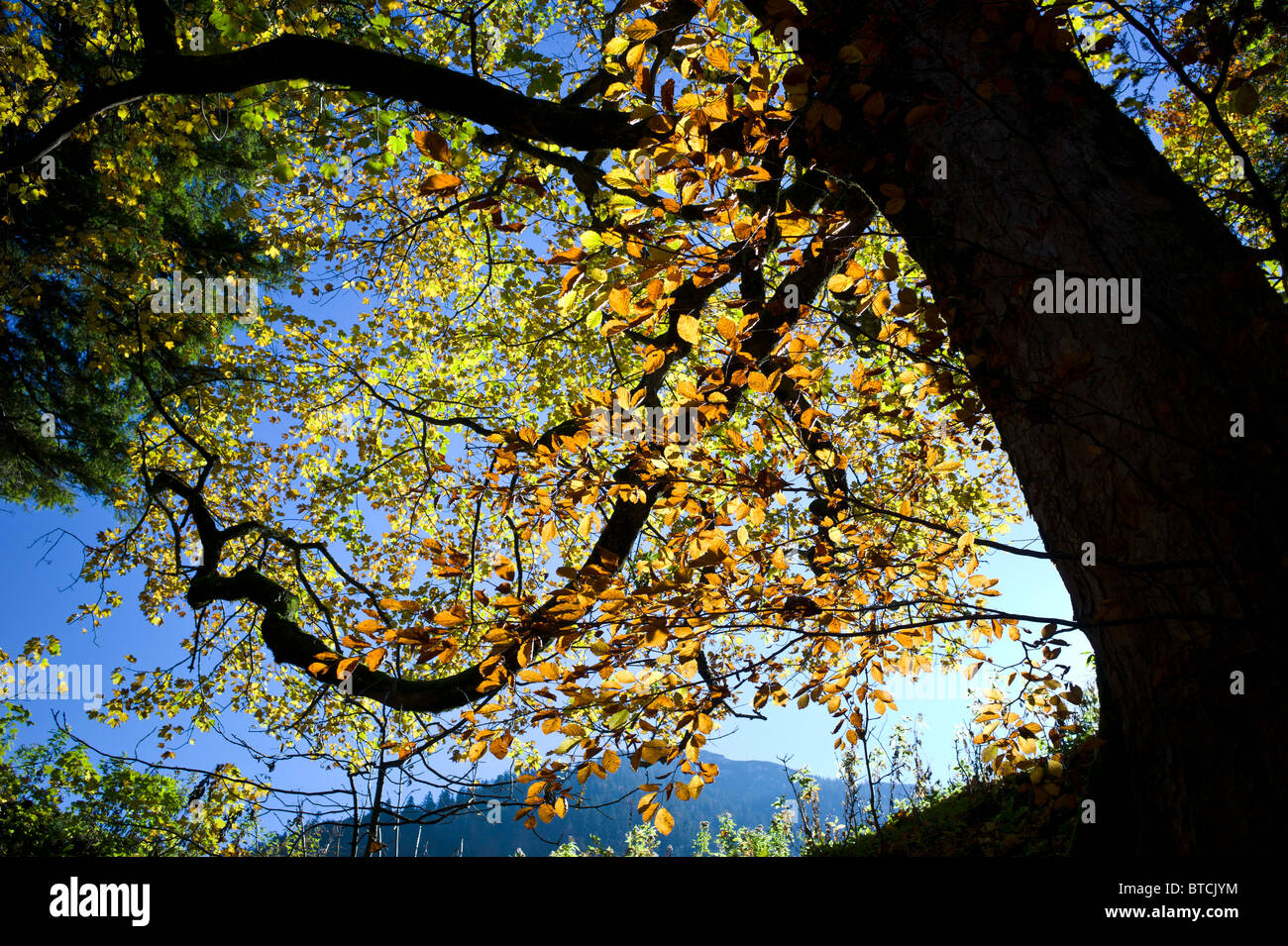 Light colored tree trunk hi-res stock photography and images - Alamy