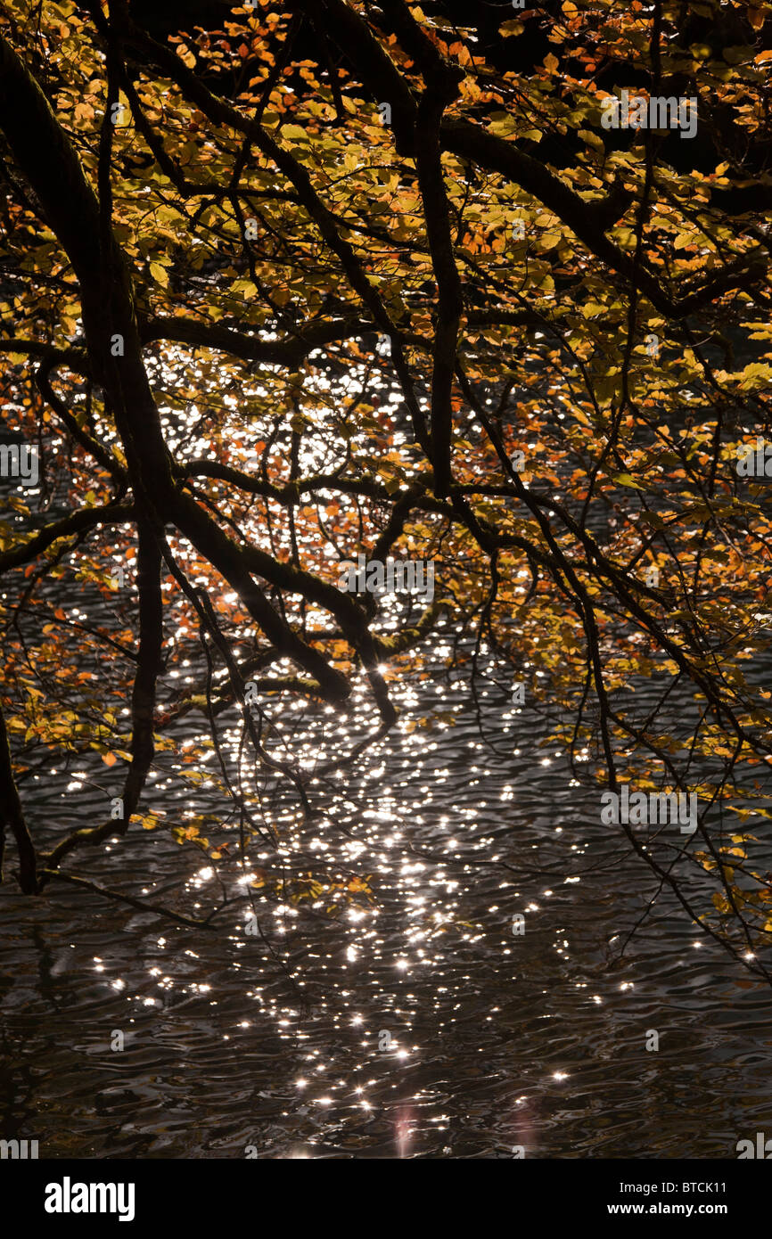 sun sparkling off lake surface past branches of autumn leaves Stock ...