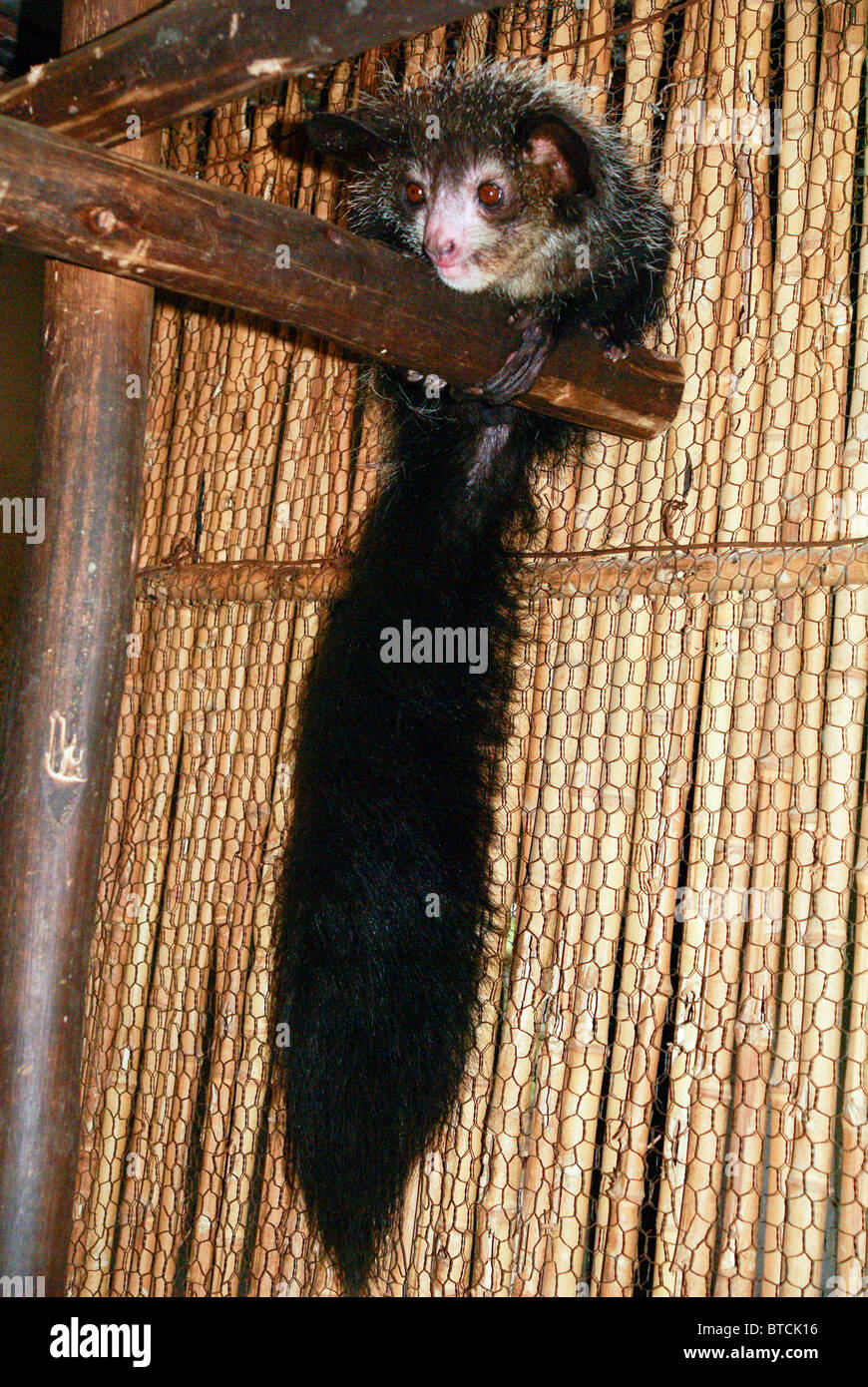 Madagascar, Captive Aye-Aye Lemur (Daubentonia madagascariensis Stock ...