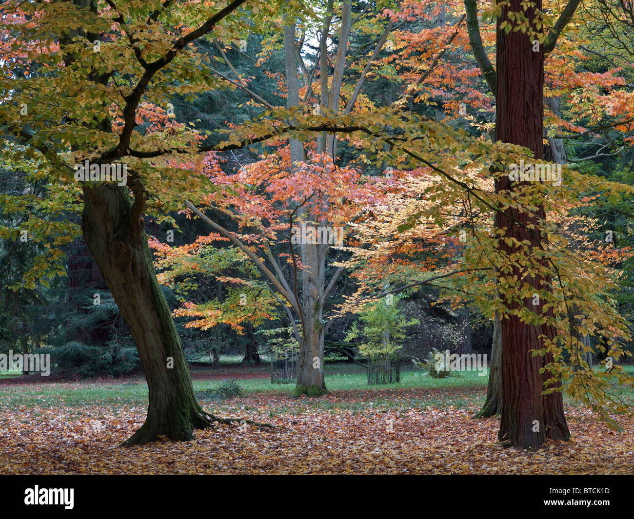 Westonbirt The National Arboretum High Resolution Stock Photography and Images - Alamy