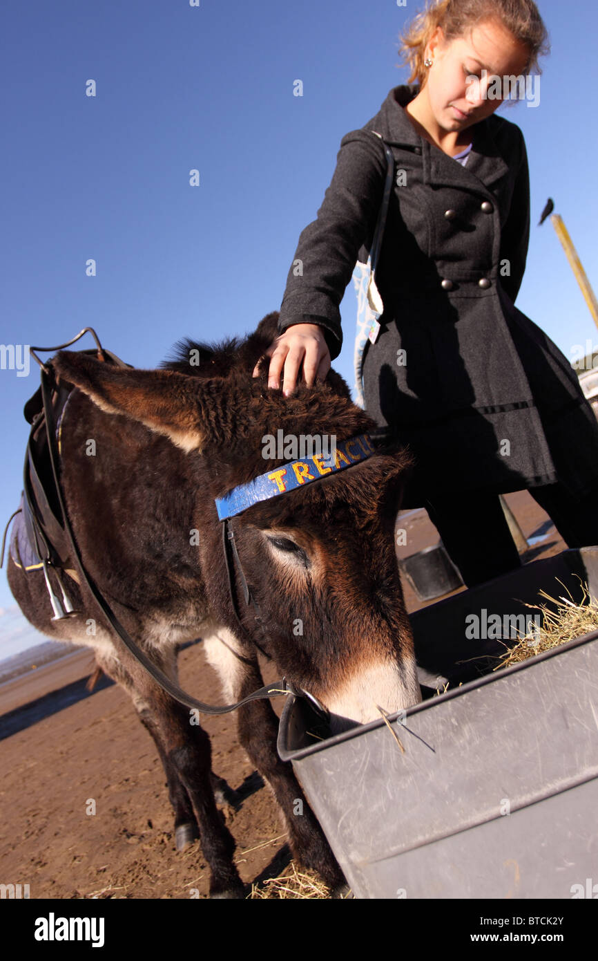 Donkey Mare High Resolution Stock Photography and Images - Alamy