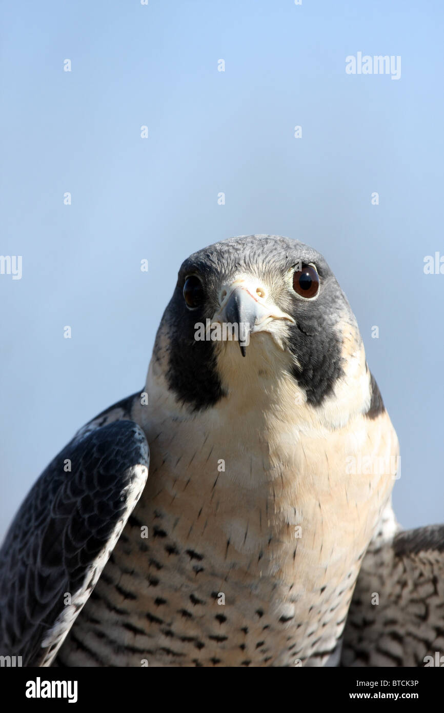 Peregrine Falcon Falco peregrinus Stock Photo - Alamy