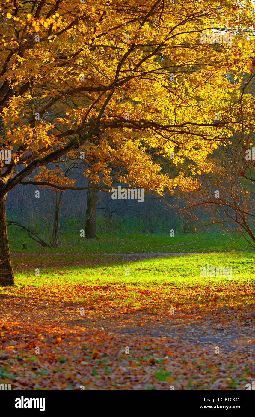 Red Oak Trees High Resolution Stock Photography and Images - Alamy