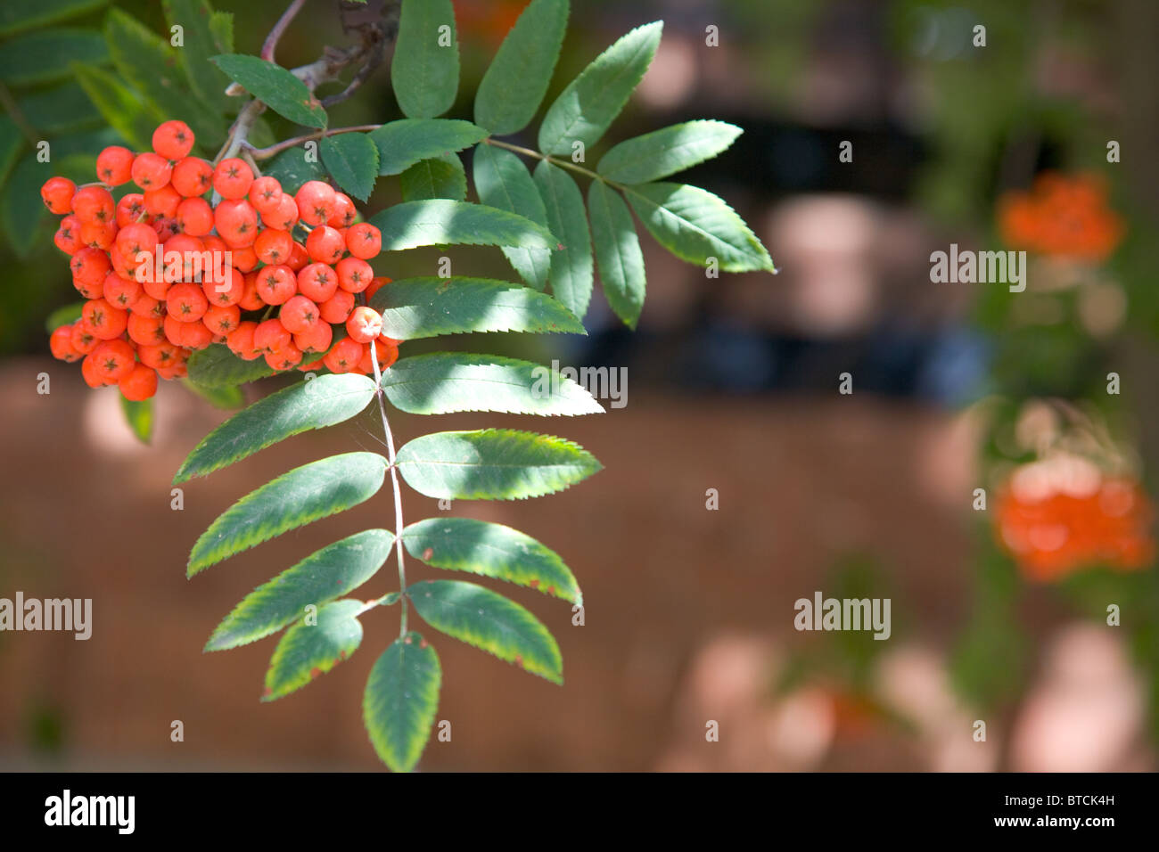 Rowan tree in the sunlight Stock Photo - Alamy