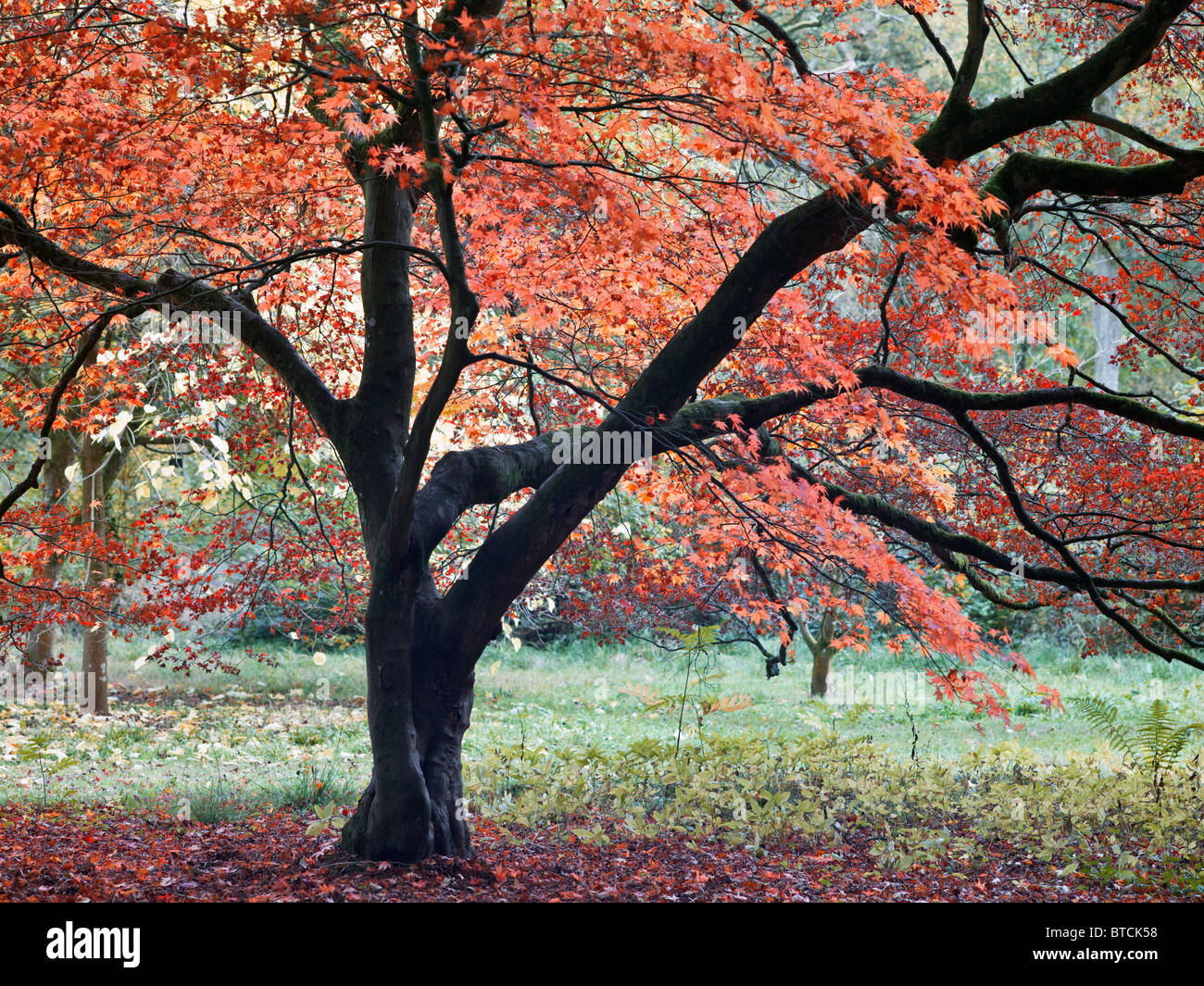 Autumn colors at the National Arboretum at Westonbirt Stock Photo - Alamy