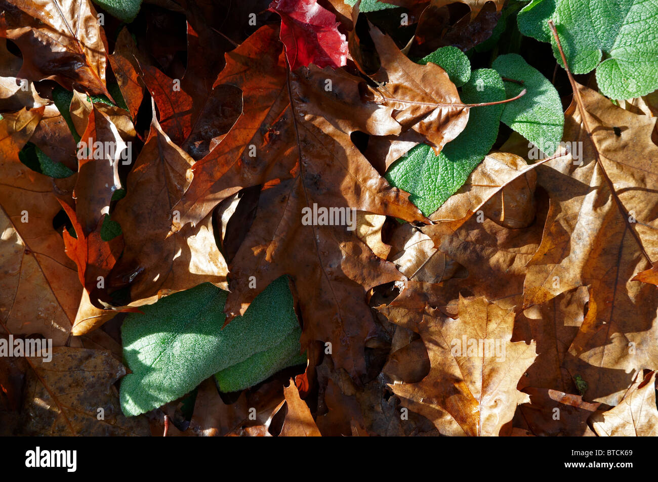 Fallen autumn leaves Stock Photo - Alamy
