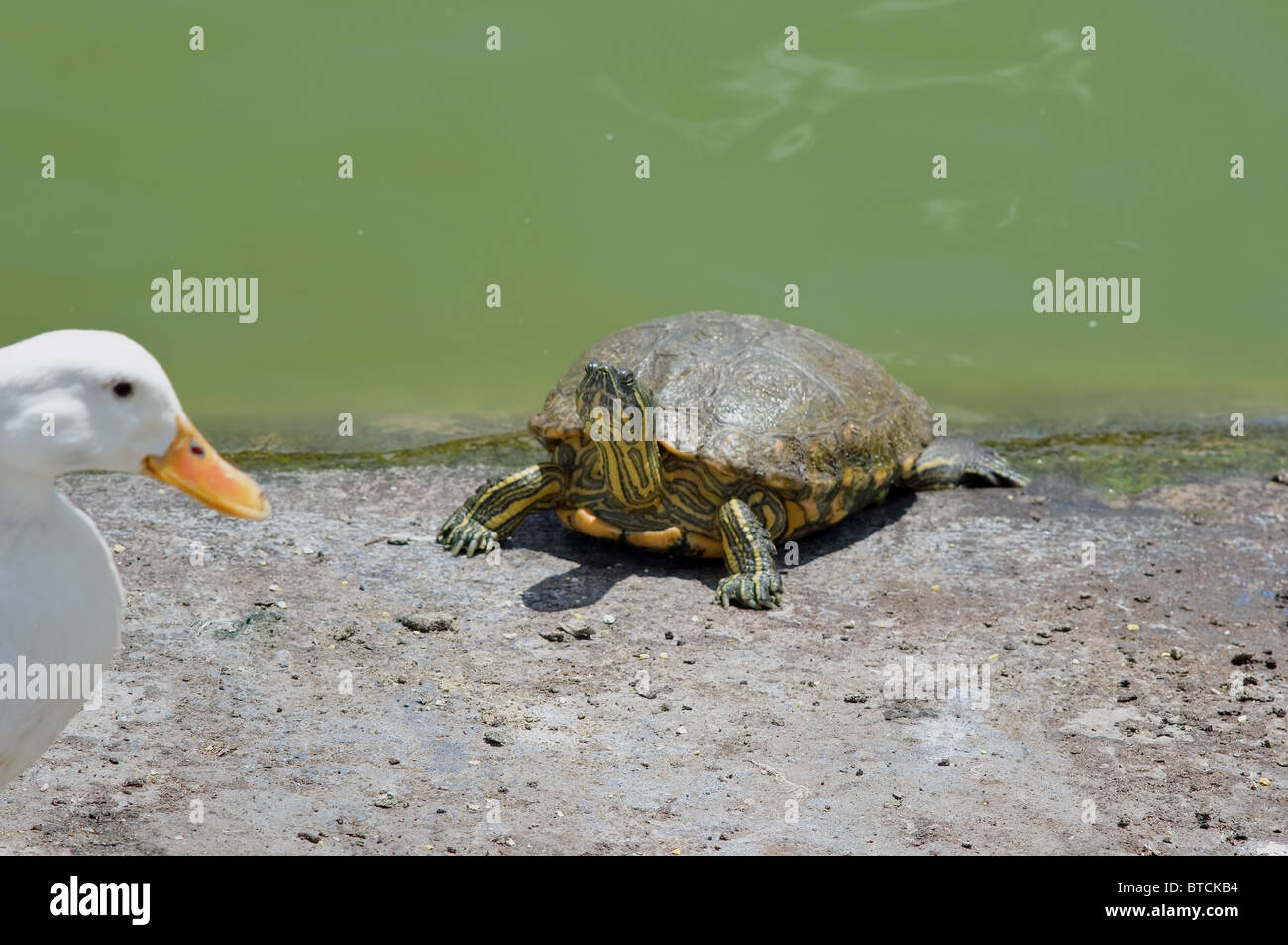 Trachemys sp hi-res stock photography and images - Alamy
