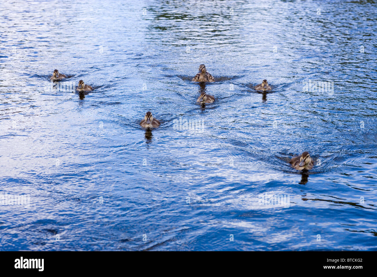 Mallard Duck (Anas platyrhynchos), and ducklings following in the wake ...