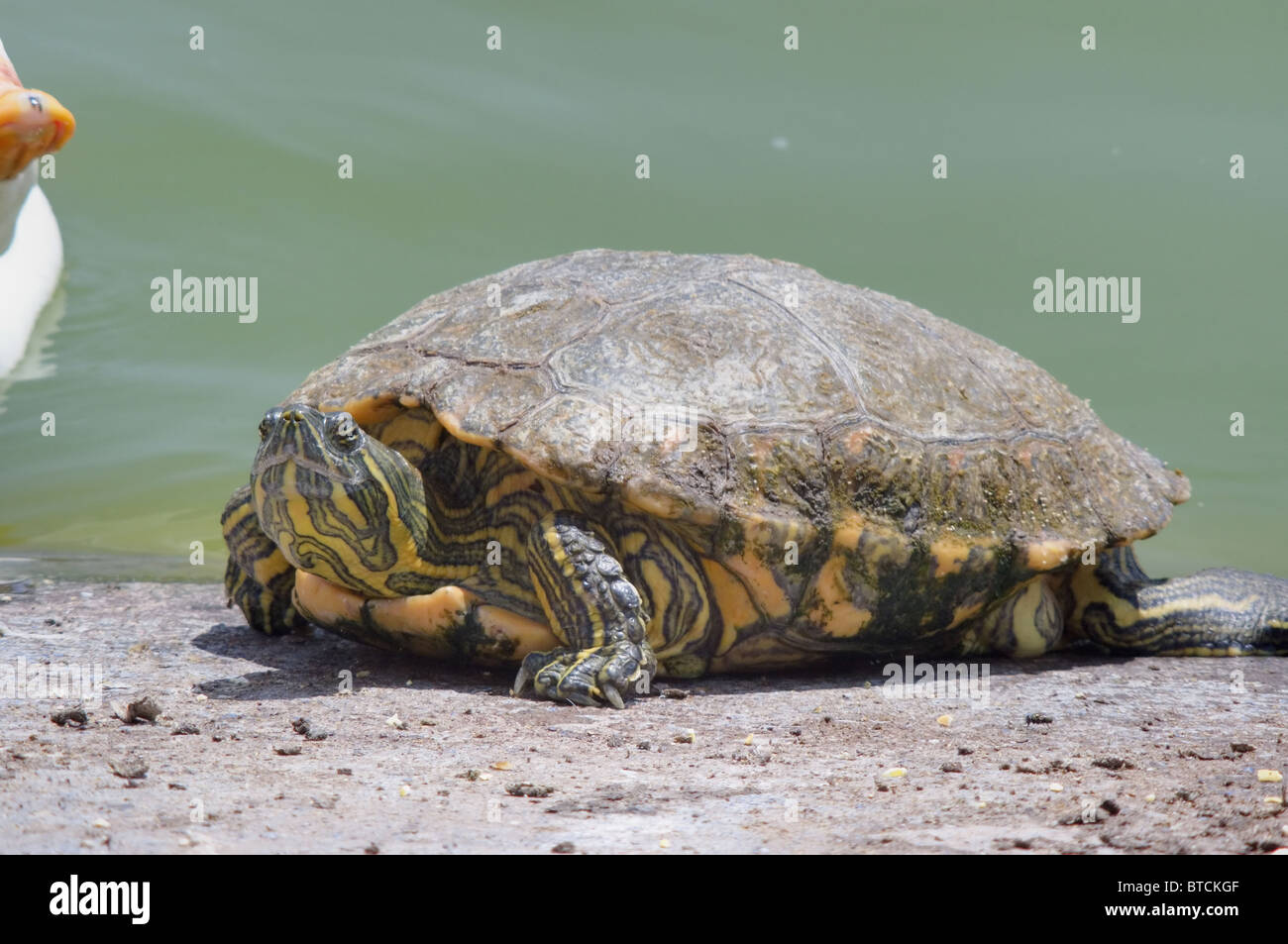 Trachemys sp hi-res stock photography and images - Alamy