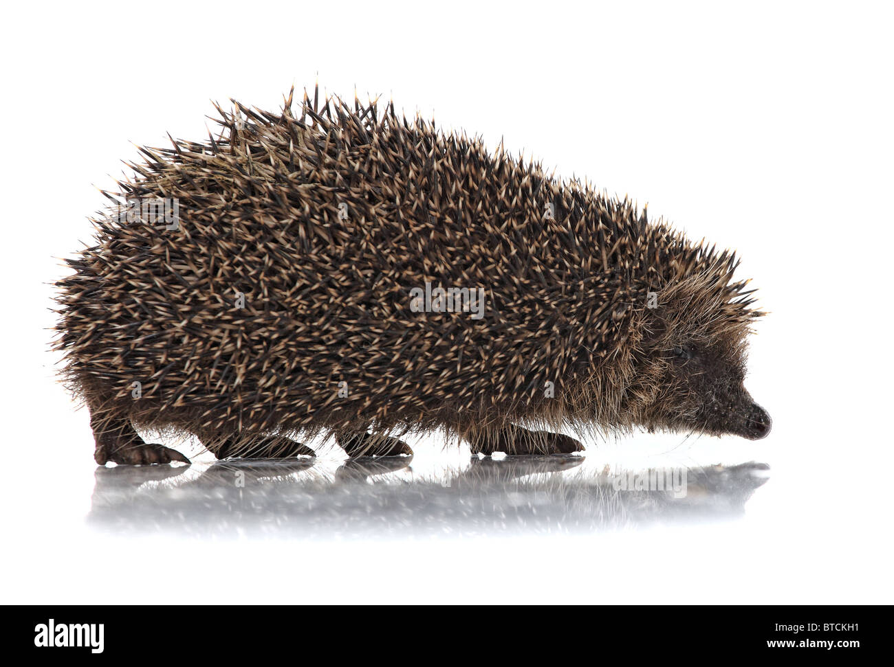 Hedgehog hi-res stock photography and images - Alamy
