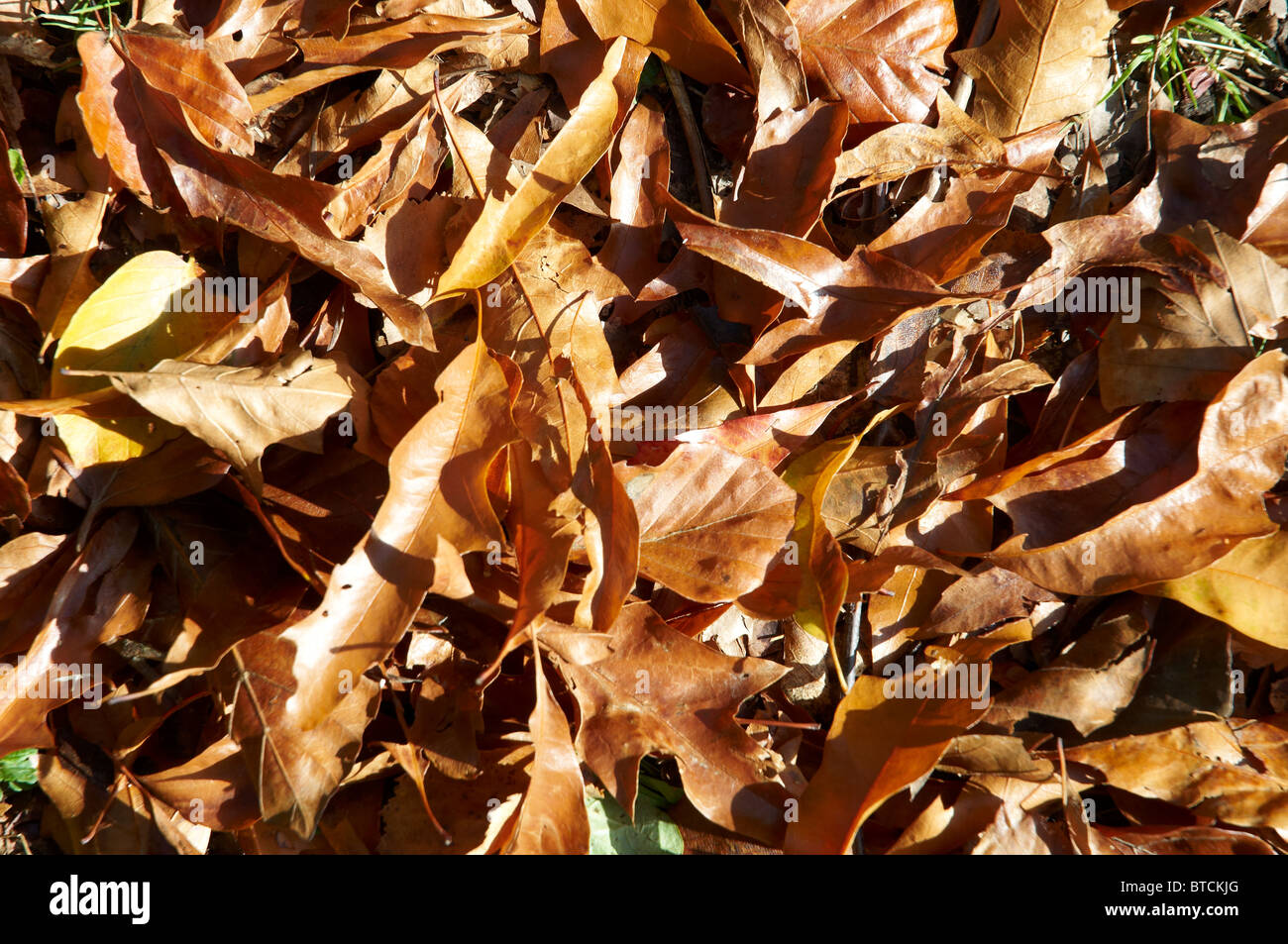 Fallen autumn leaves Stock Photo - Alamy
