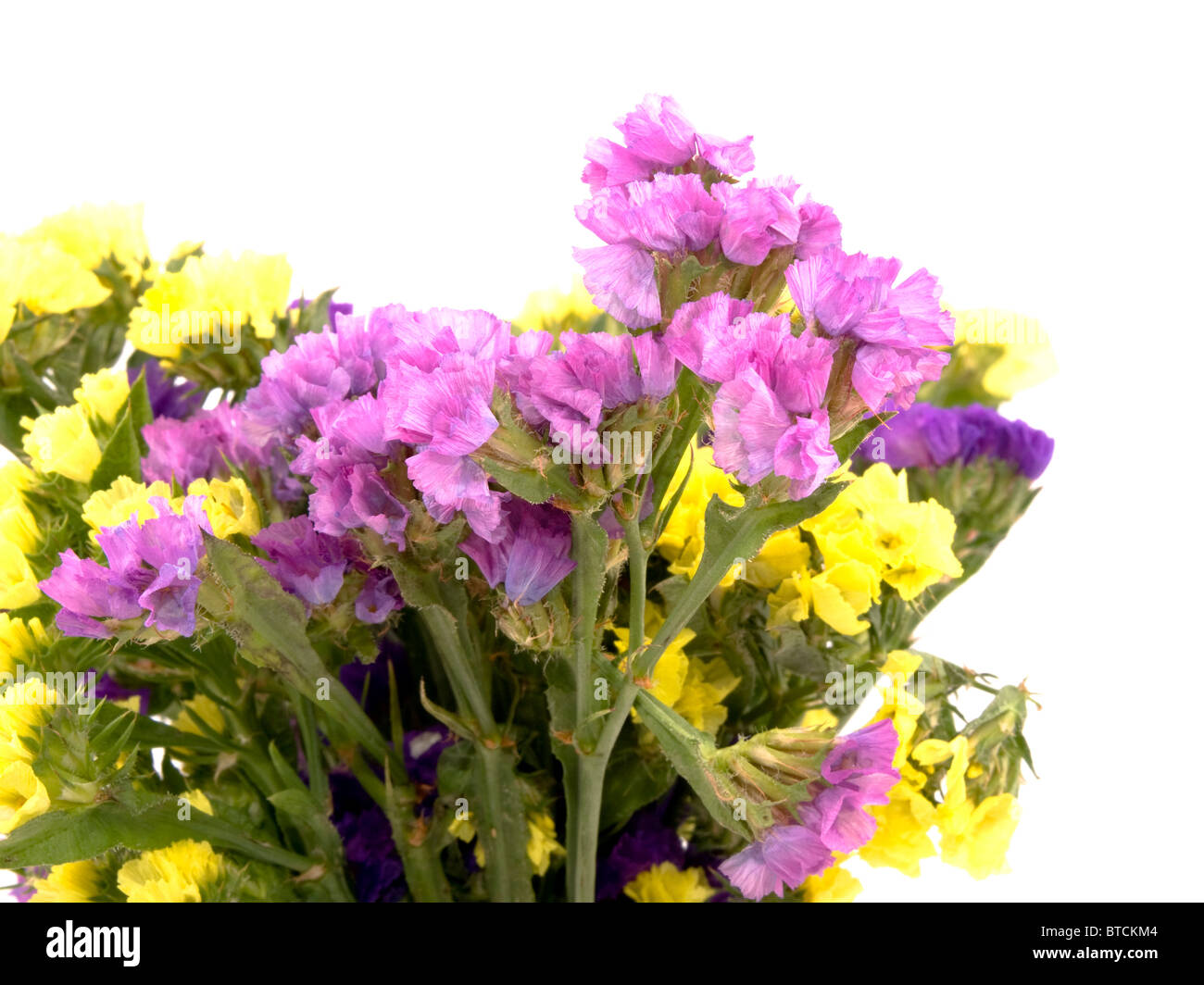 Bouquet of beautiful statice flowers on white background Stock Photo ...
