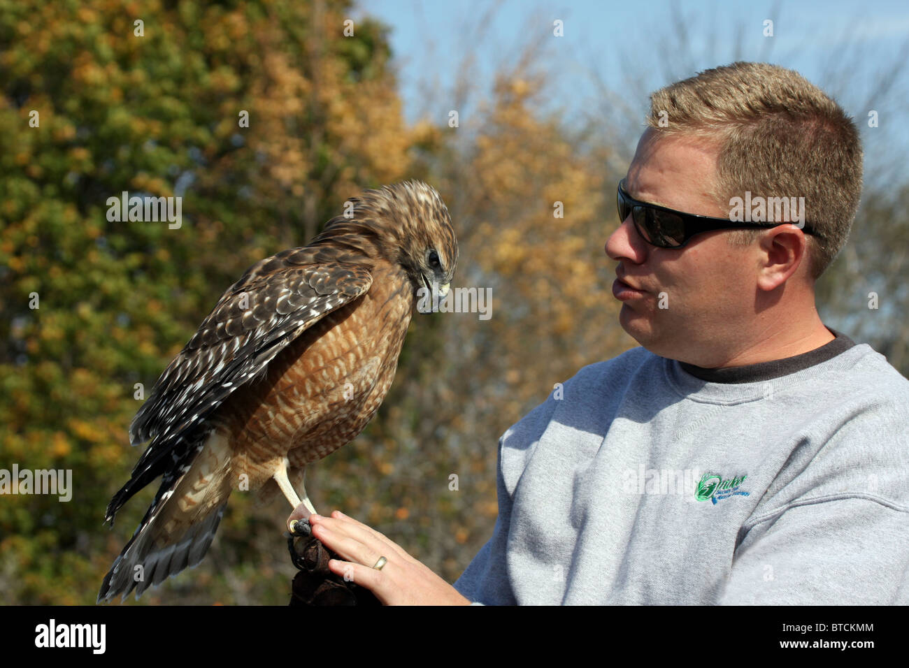 Red shouldered Hawk Buteo lineatus with handler Stock Photo - Alamy