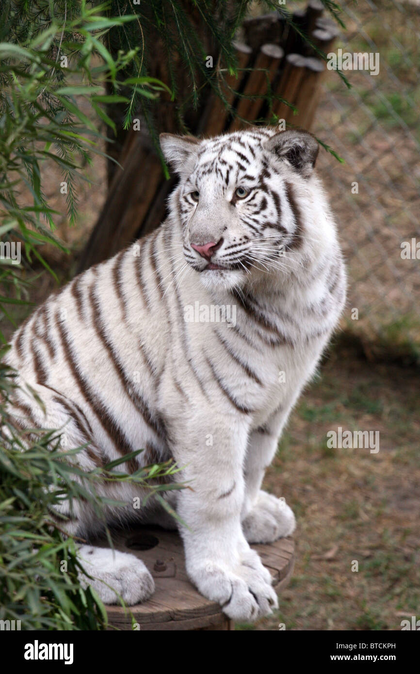 White Malayan Tiger