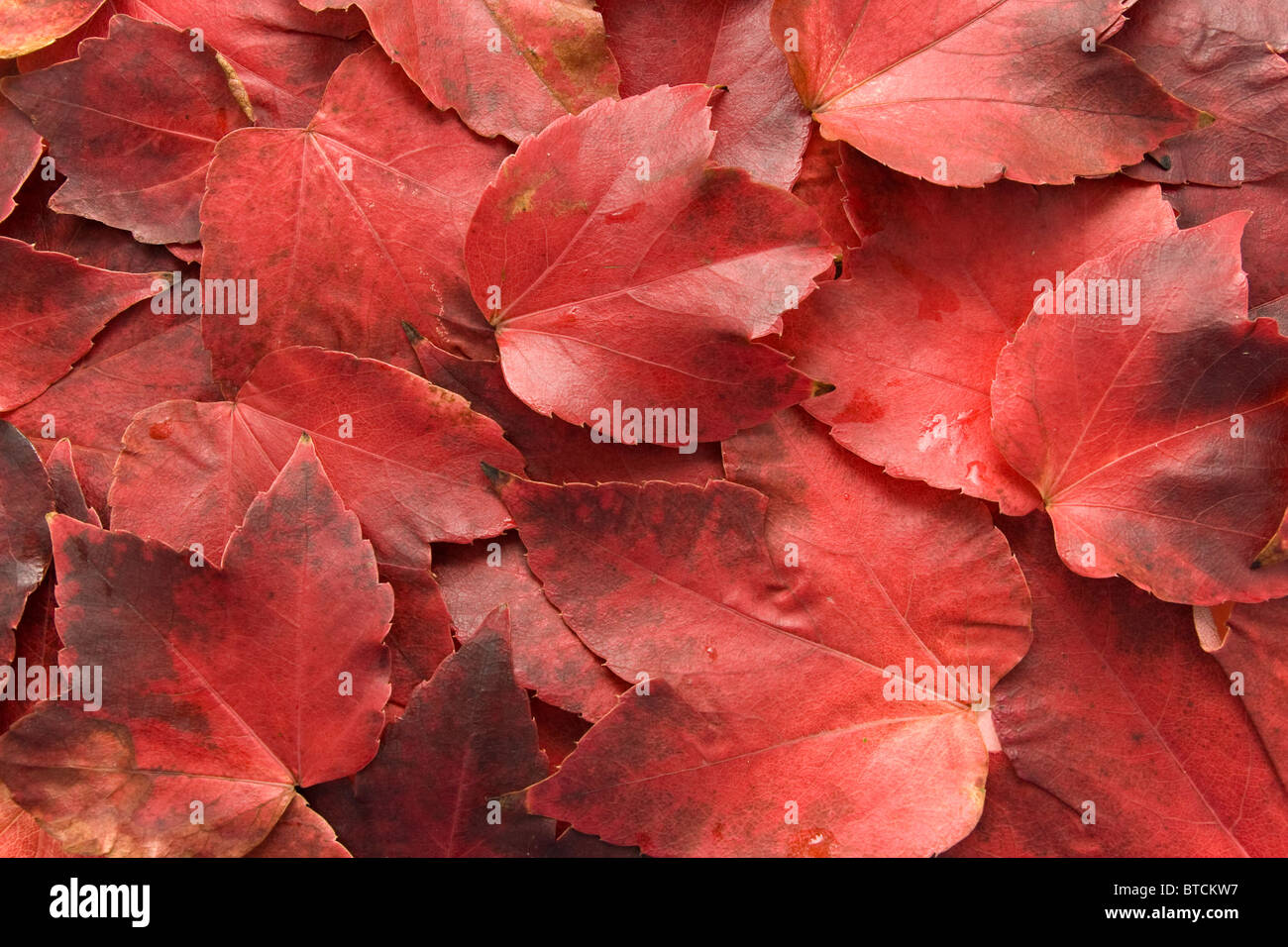 Background of red autumn leaves Stock Photo - Alamy