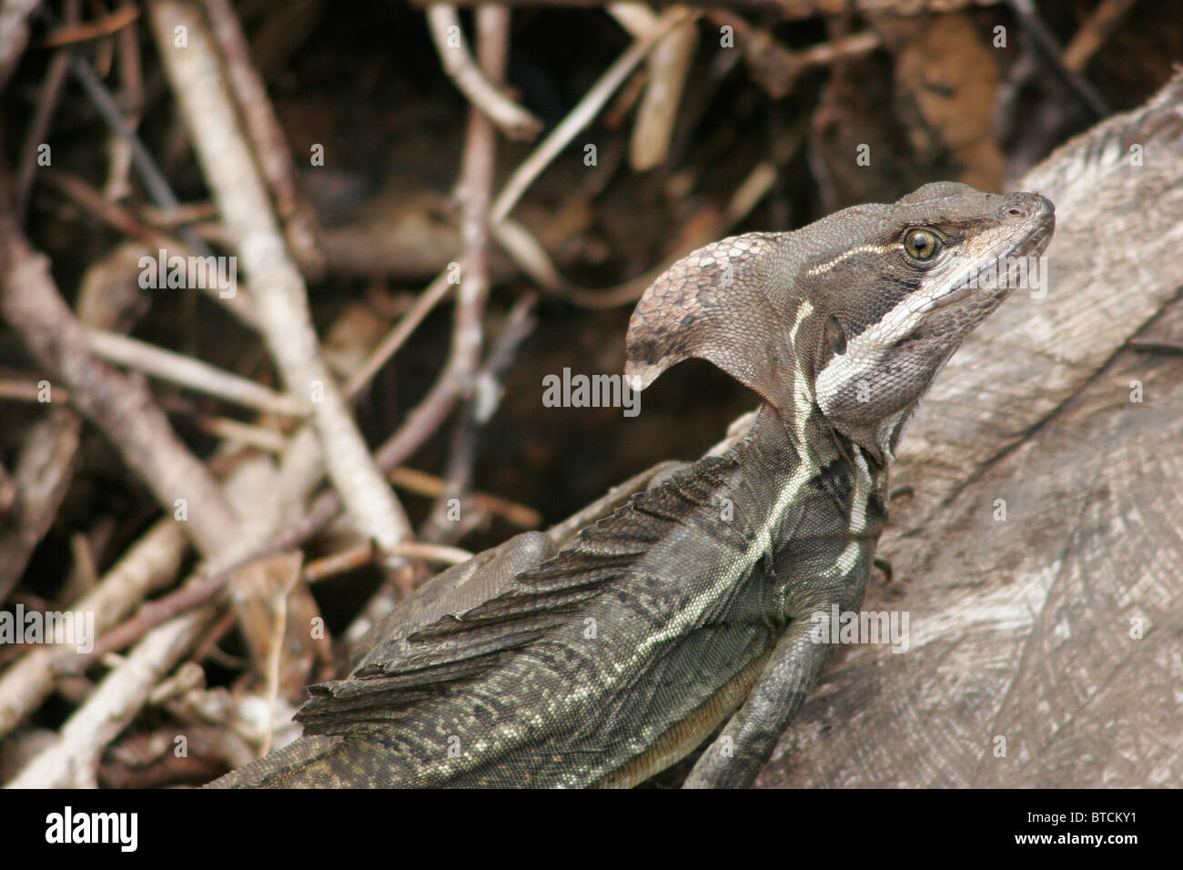 Striped Basilisk ('Jesus Christ lizard') in Costa Rica Stock Photo - Alamy