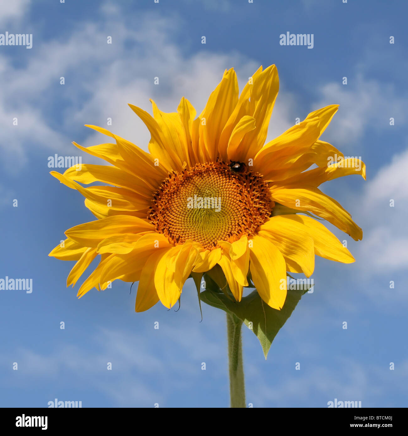 Digital sunflower hi-res stock photography and images - Alamy
