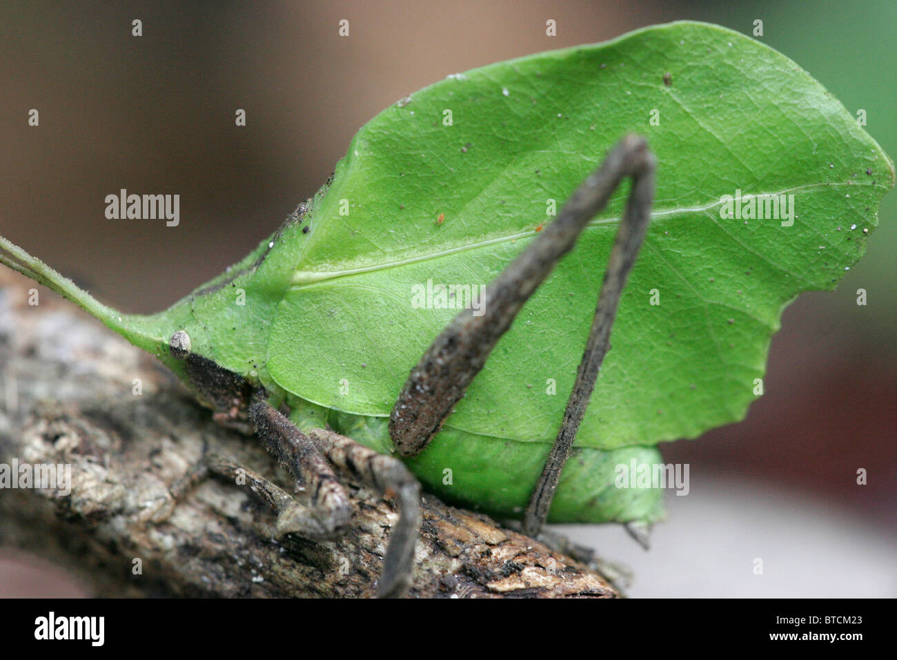 Leaf mimic katydid insect bug, Costa Rica Stock Photo - Alamy