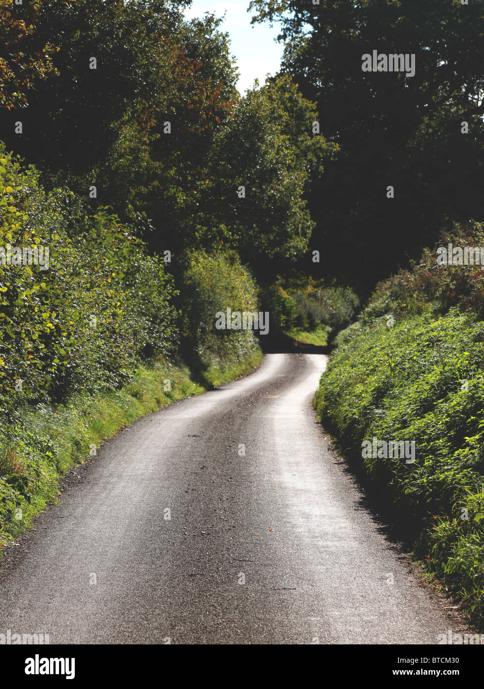A brightly sunlit country lane flanked by green hedges and trees Stock ...