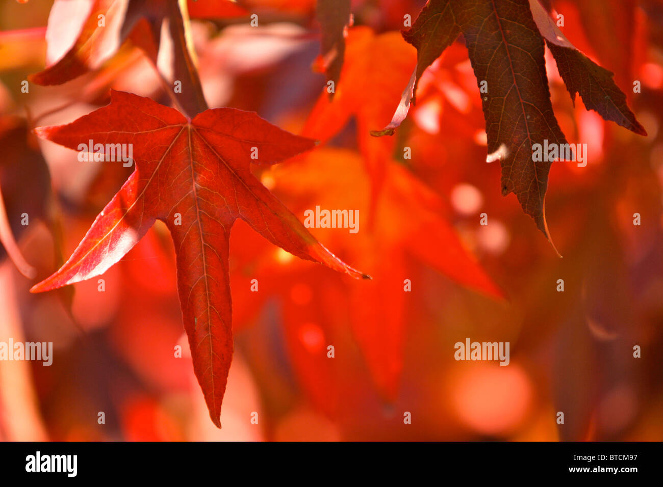 Red maple leaf hi-res stock photography and images - Alamy