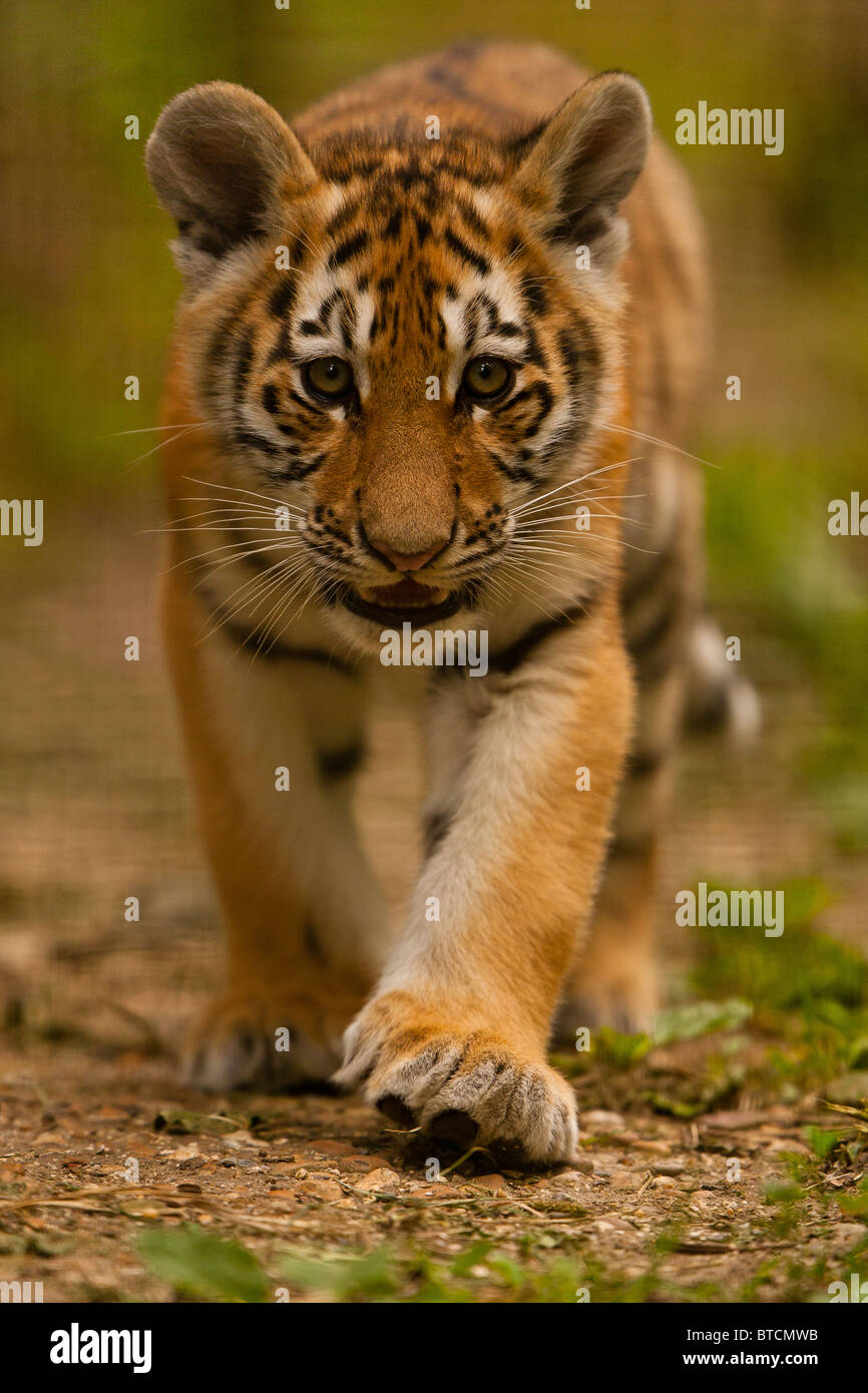 Siberian/Amur Tiger Cub Walking Stock Photo - Alamy