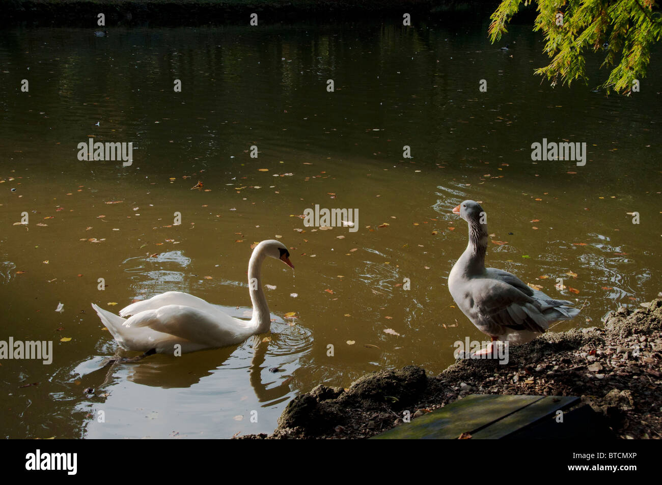 Swan and Goose Stock Photo - Alamy