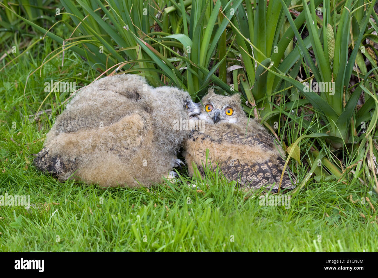 Baby owls at play Stock Photo - Alamy