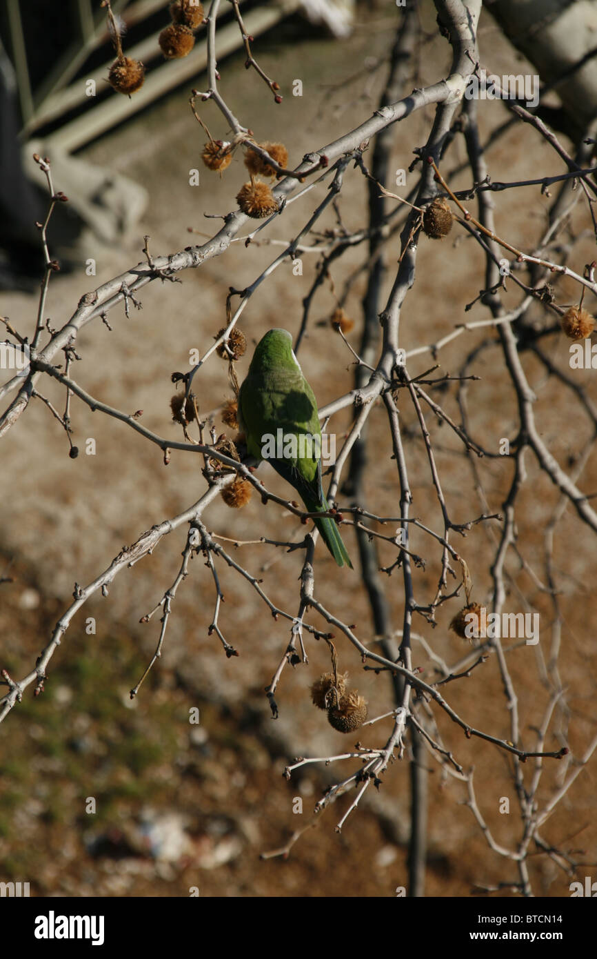 parrots feeding in tree, rome, italy Stock Photo - Alamy