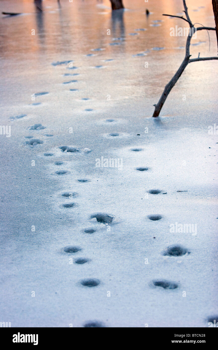 Fox tracks in snow hi-res stock photography and images - Alamy