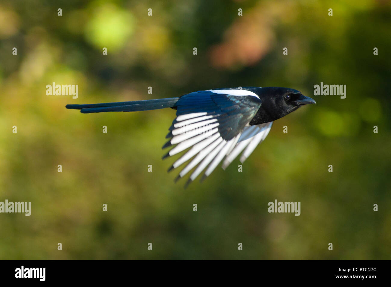 European magpie in flight, Worcestershire, UK Stock Photo - Alamy