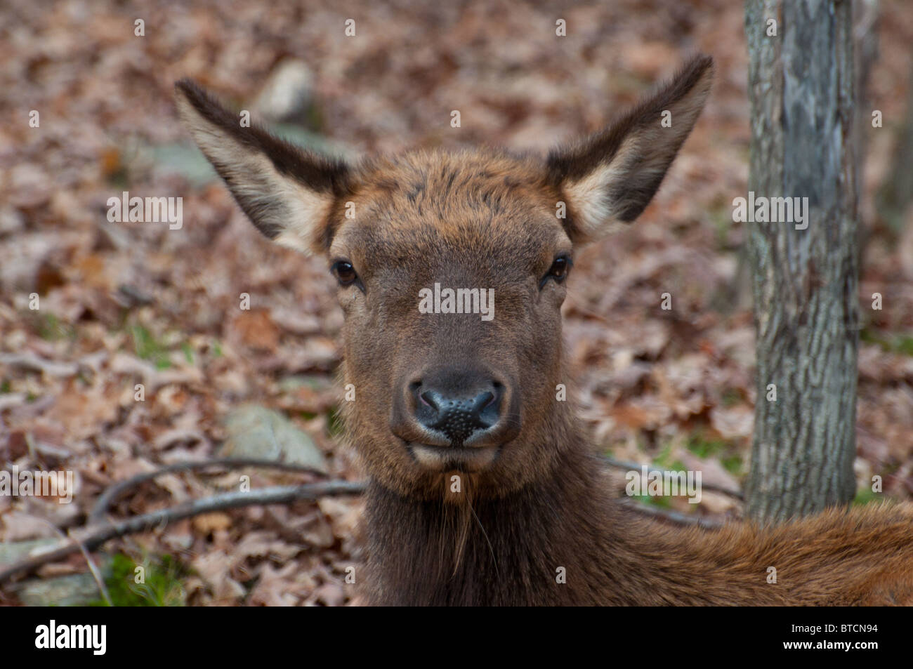 A female Elk in autumn Stock Photo - Alamy