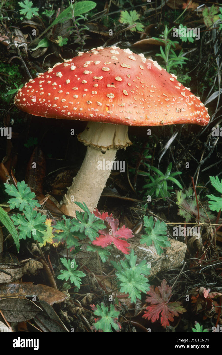Mushroom, (Amanita sp.), Chirripo National Park, Costa Rica Stock Photo ...