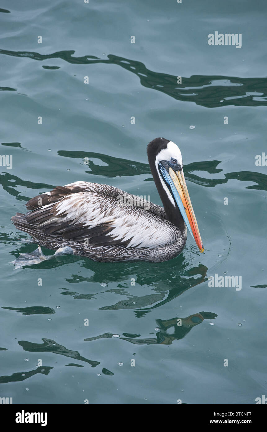 Peruvian Pelican (Pelecanus thagus) Pucusana, Peru Stock Photo - Alamy