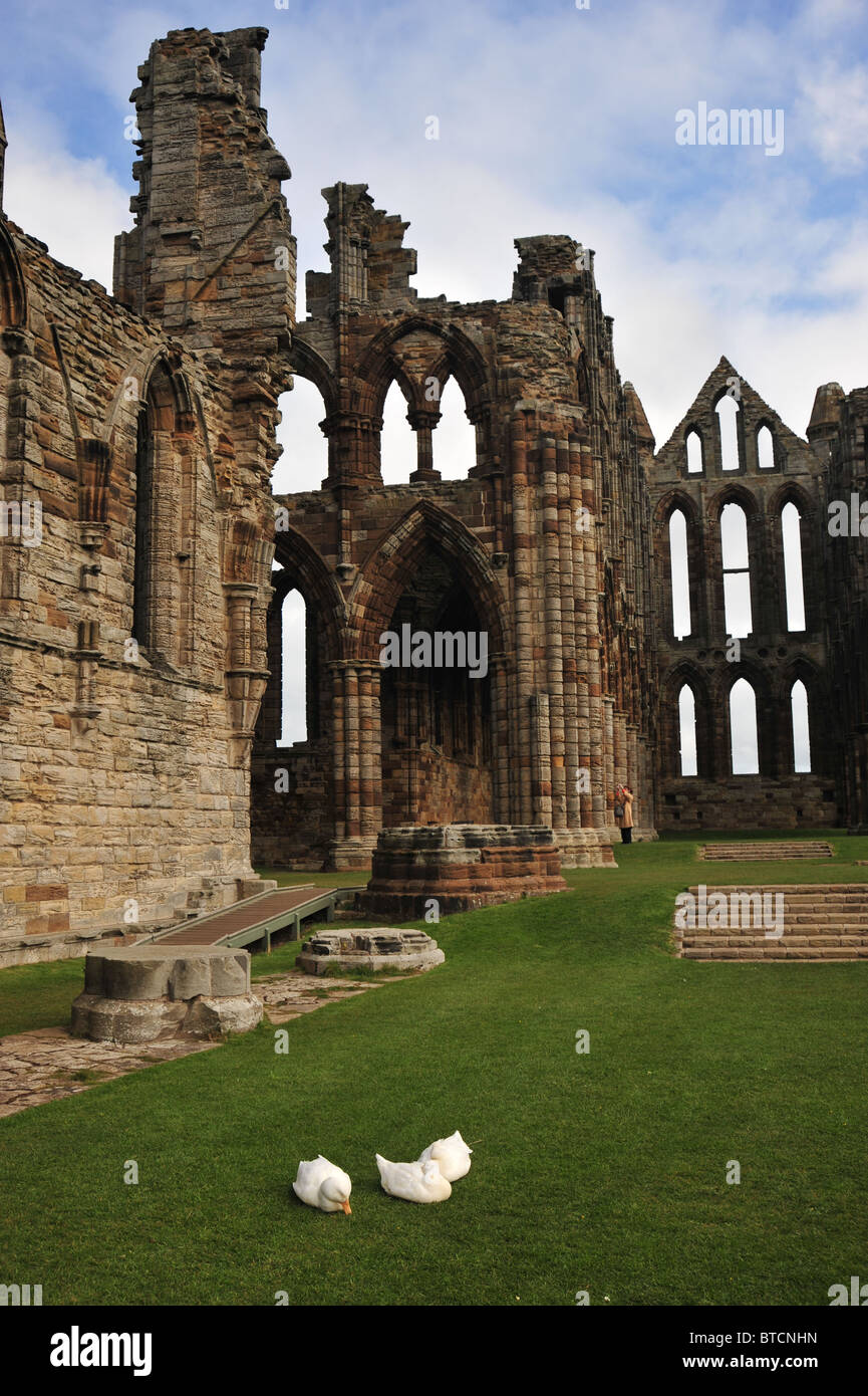 Whitby Abbey and ducks Stock Photo - Alamy