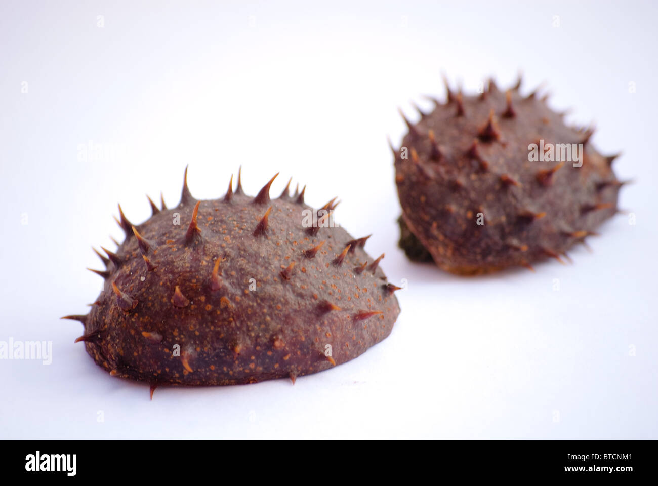 A pair of horse chestnut shells Stock Photo - Alamy