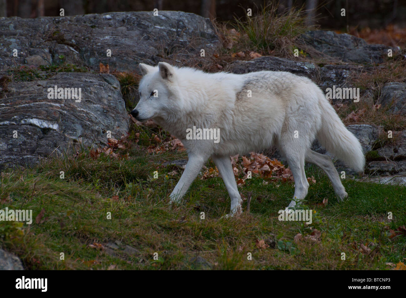 An Arctic Wolf Stock Photo - Alamy