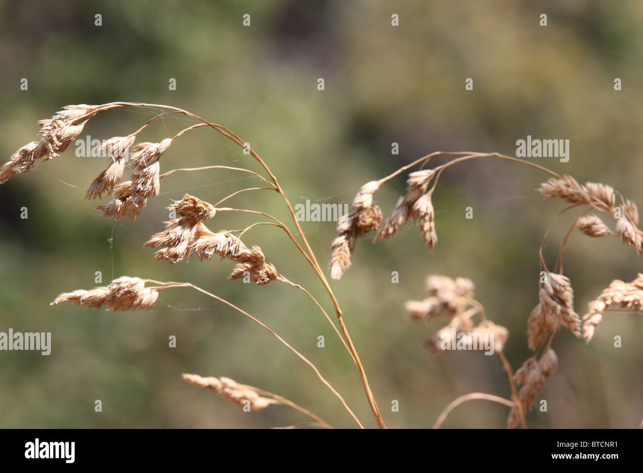 Grass seed heads Stock Photo - Alamy