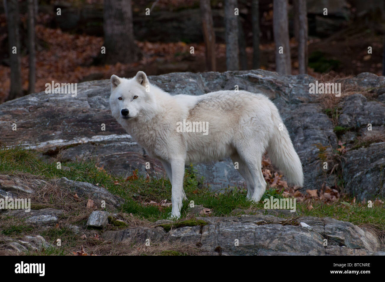 An Arctic Wolf Stock Photo - Alamy