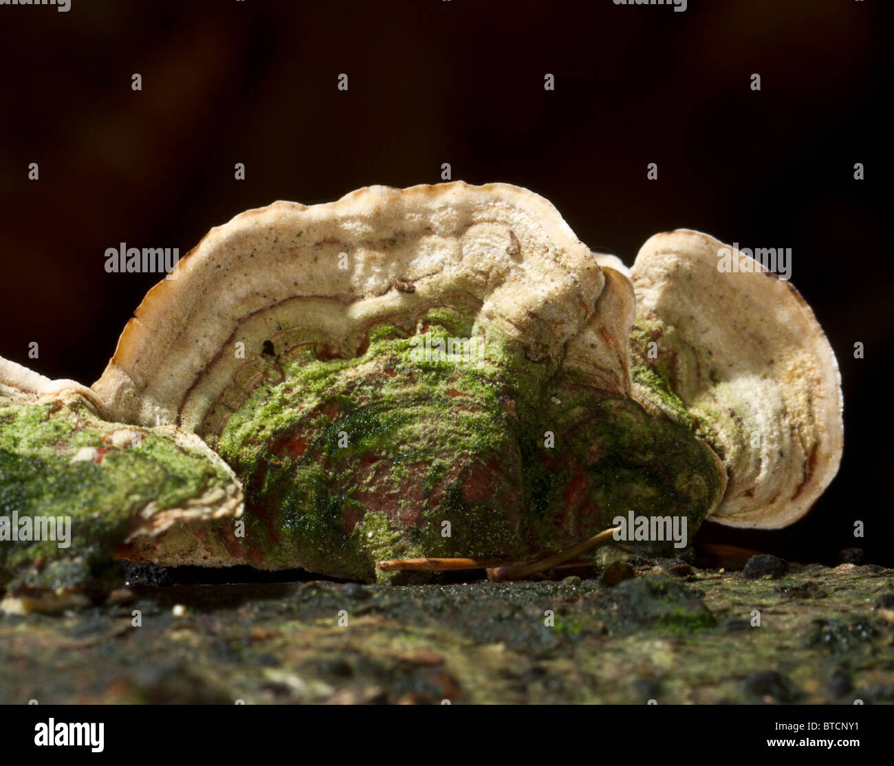 Hairy stereum (Stereum hirsutum Stock Photo - Alamy