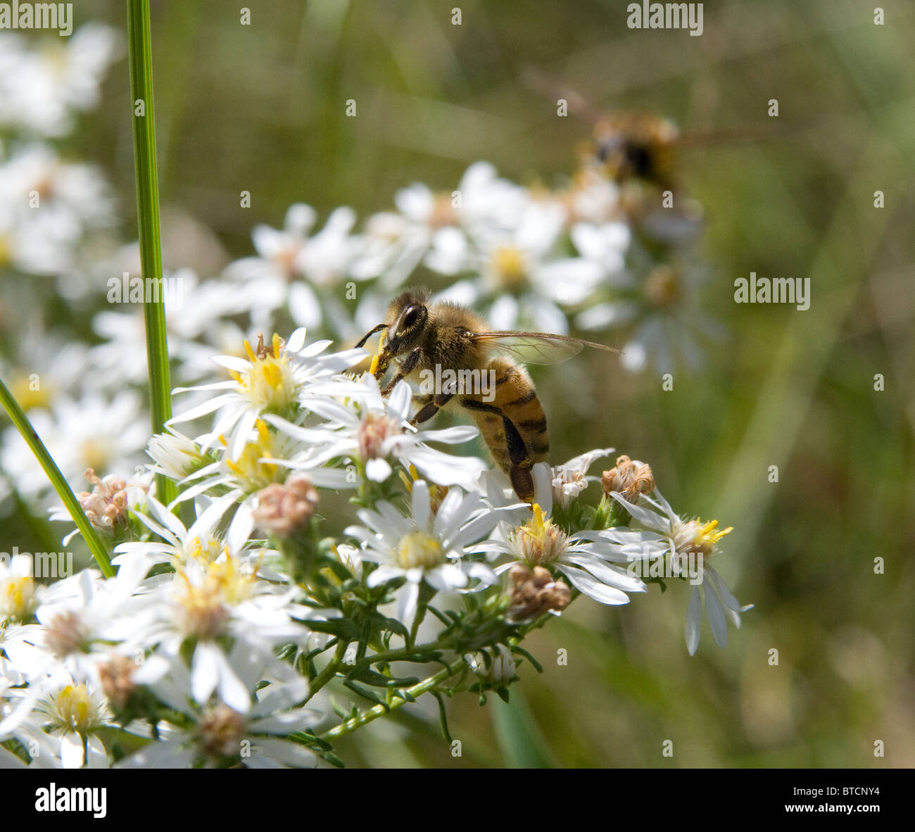 Nectar flowers hi-res stock photography and images - Alamy