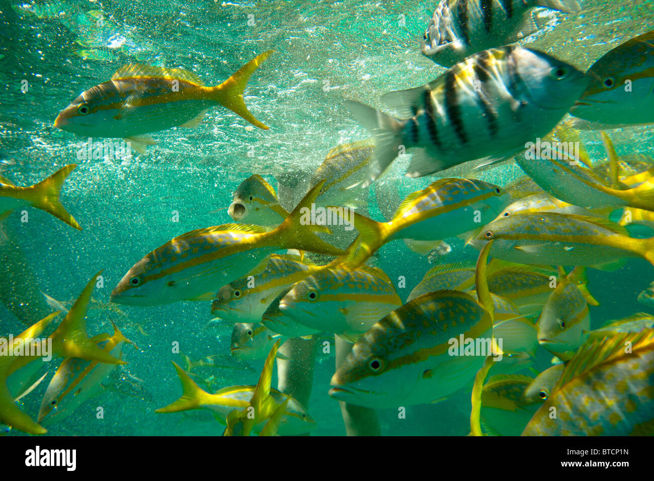 Caribbean fish hi-res stock photography and images - Alamy
