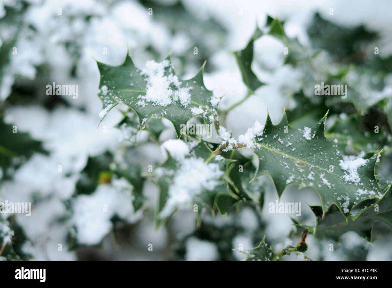 Holly snow hi-res stock photography and images - Alamy