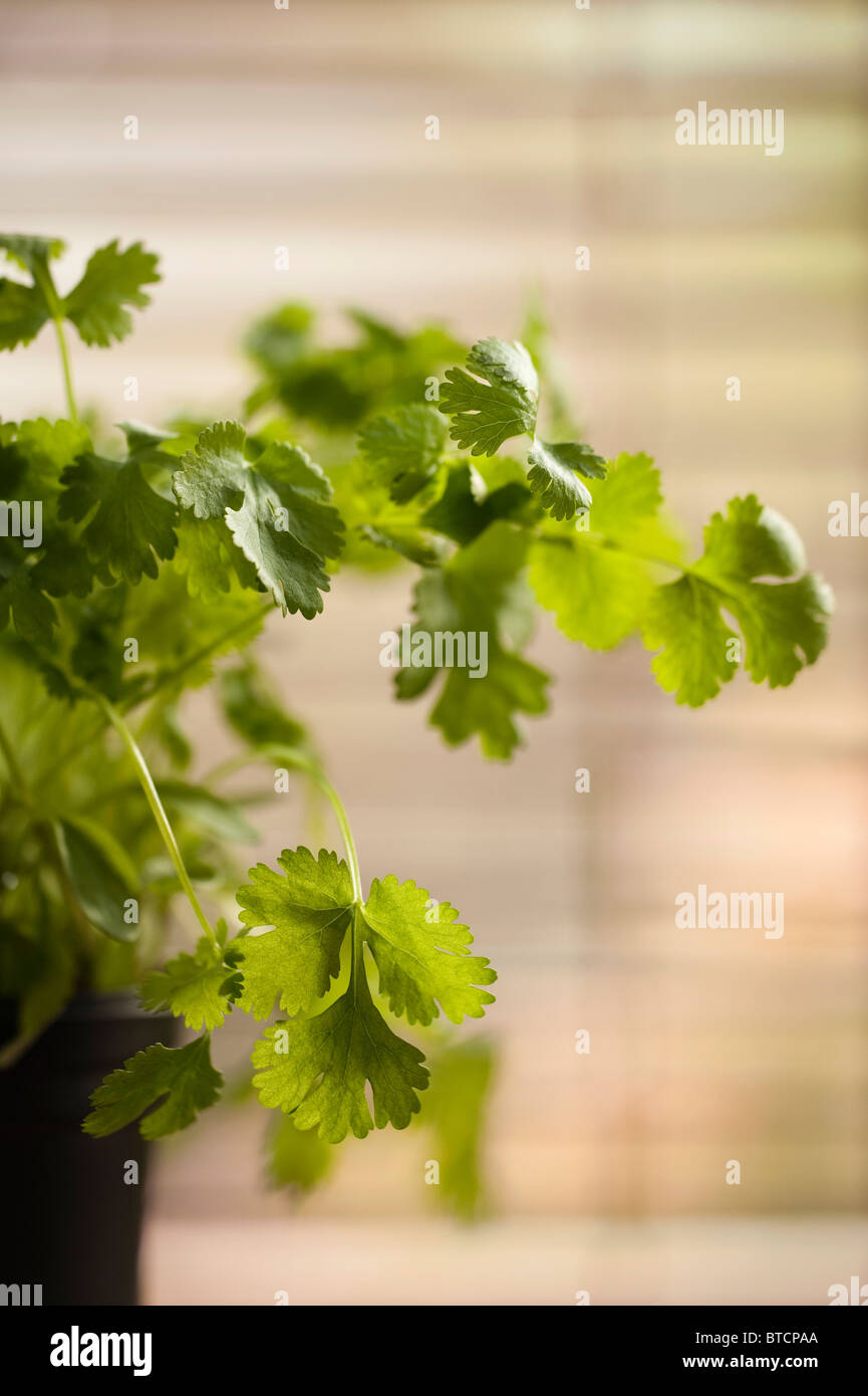 Potted coriander hi-res stock photography and images - Alamy