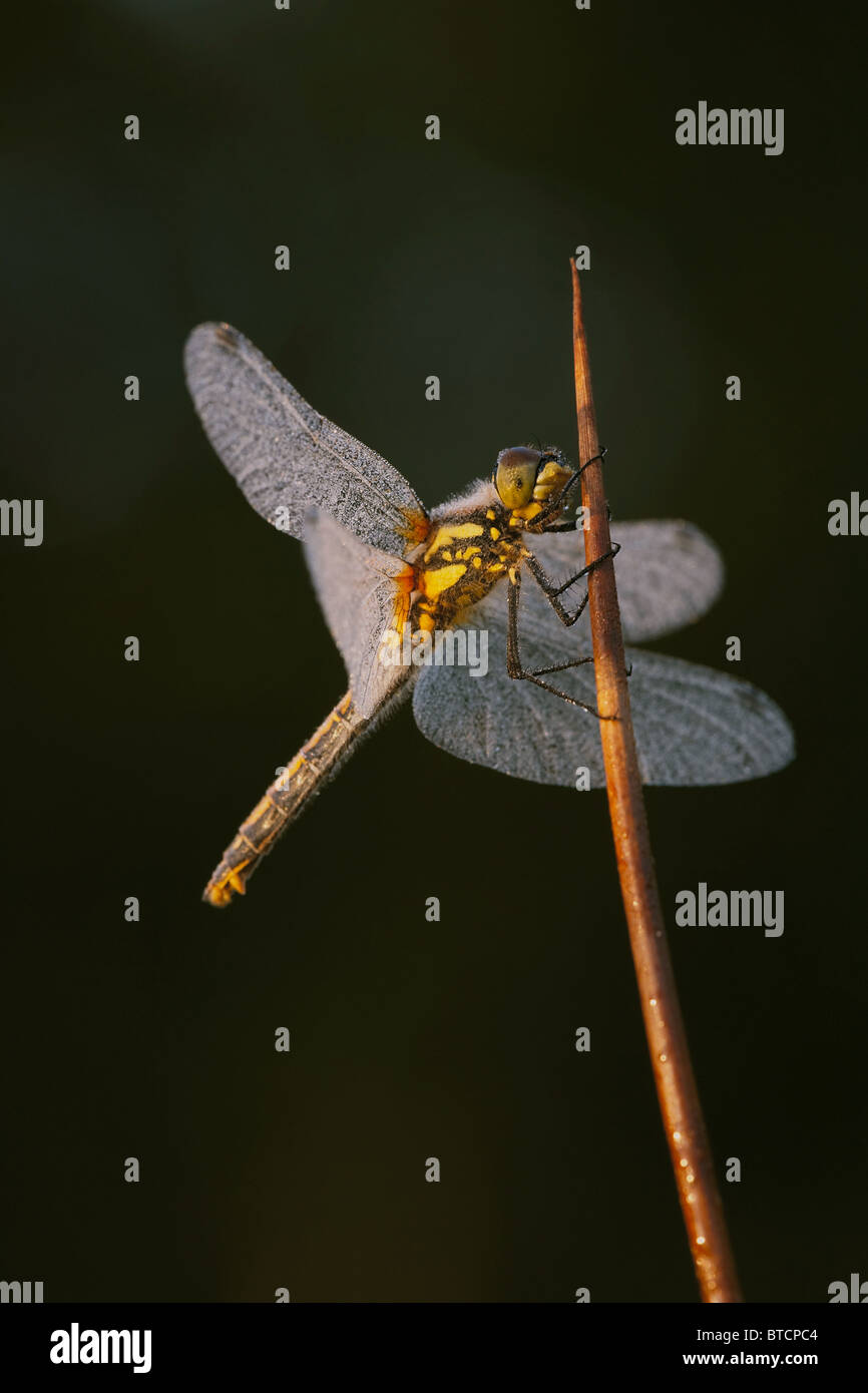 Black Darter, Sympetrum danae dragonfly covered in morning dew, Crowle ...