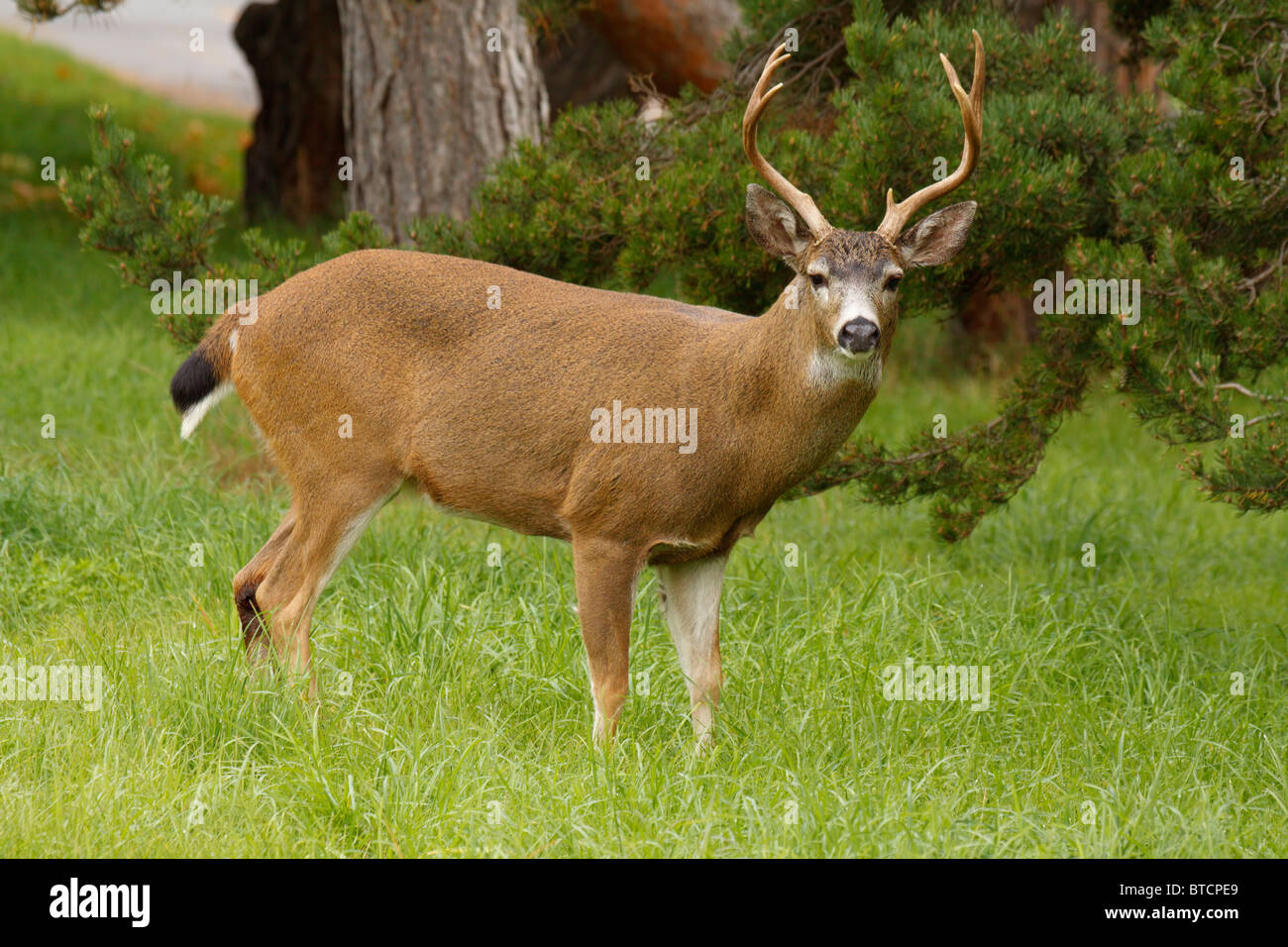 Blacktail deer buck in urban park-Victoria, British Columbia, Canada ...